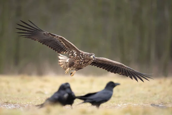 White Tailed Eagle Common Raven Eagle Winter Time European Wildlife ...