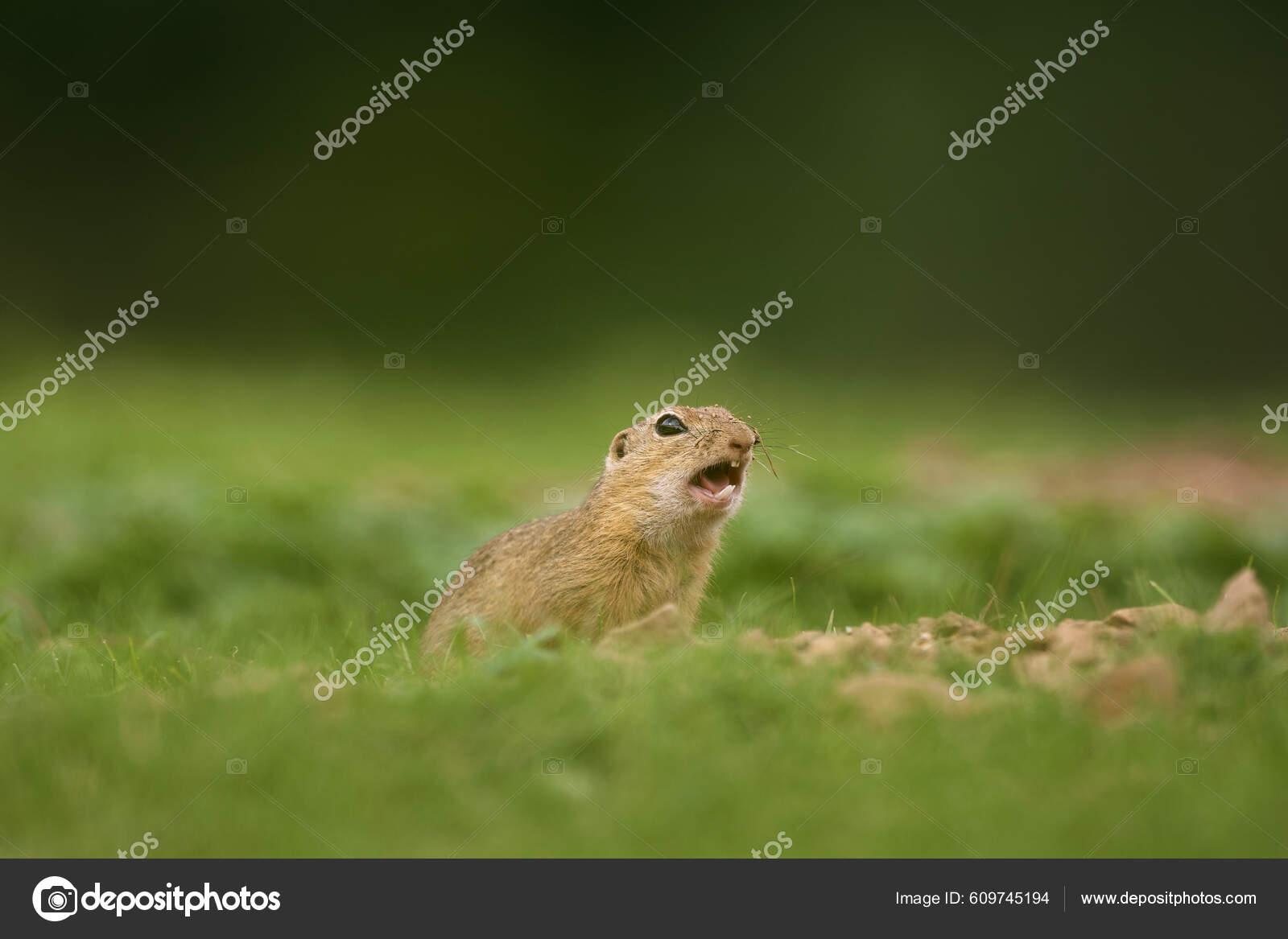 European Ground Squirrel Moving Meadow Skillful Squirrels European ...