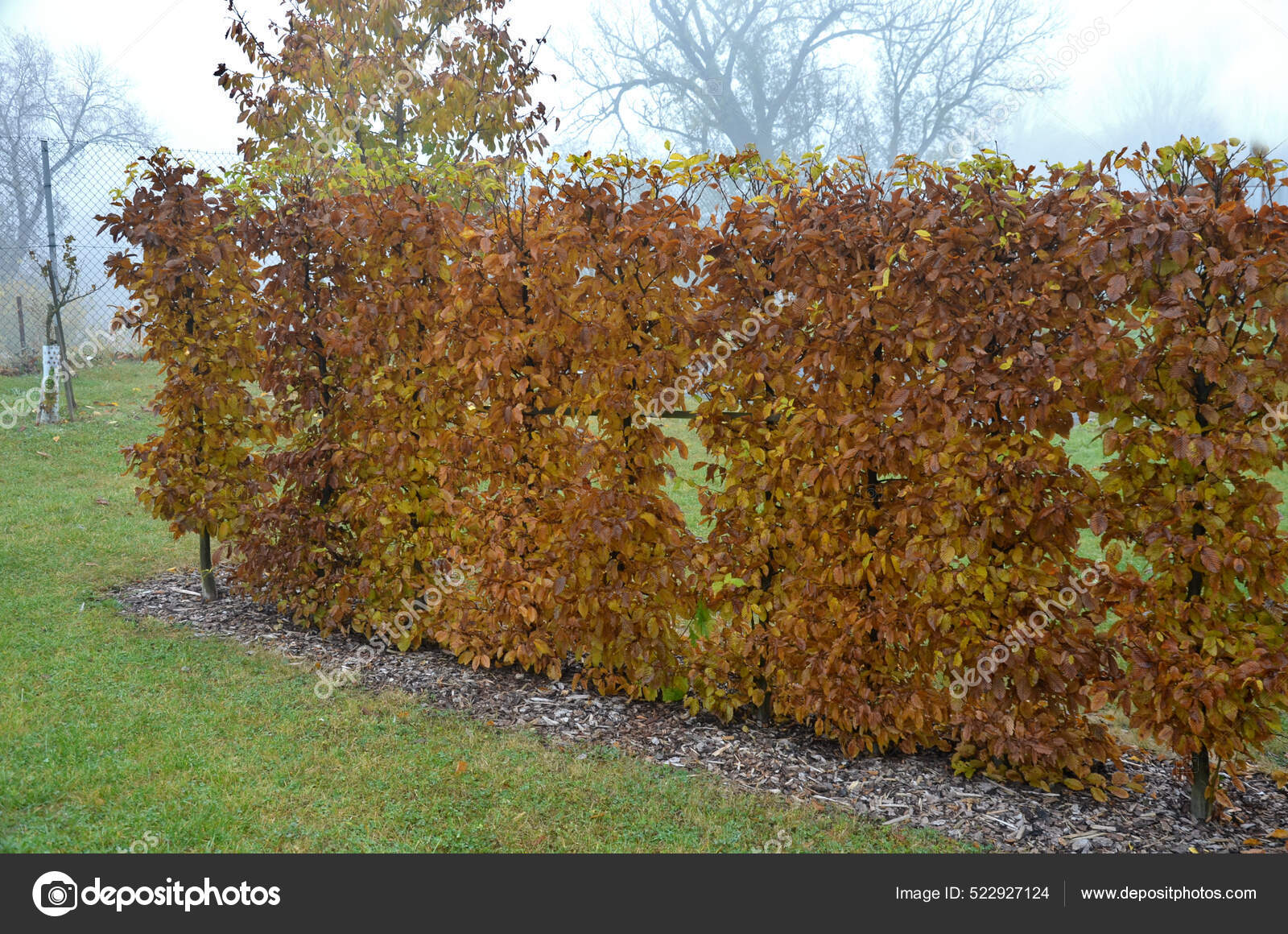 Carpinus Betulus Hedge