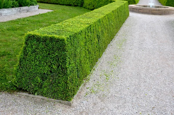 Pruned boxwood hedges are deep green and densely branched in spring ...
