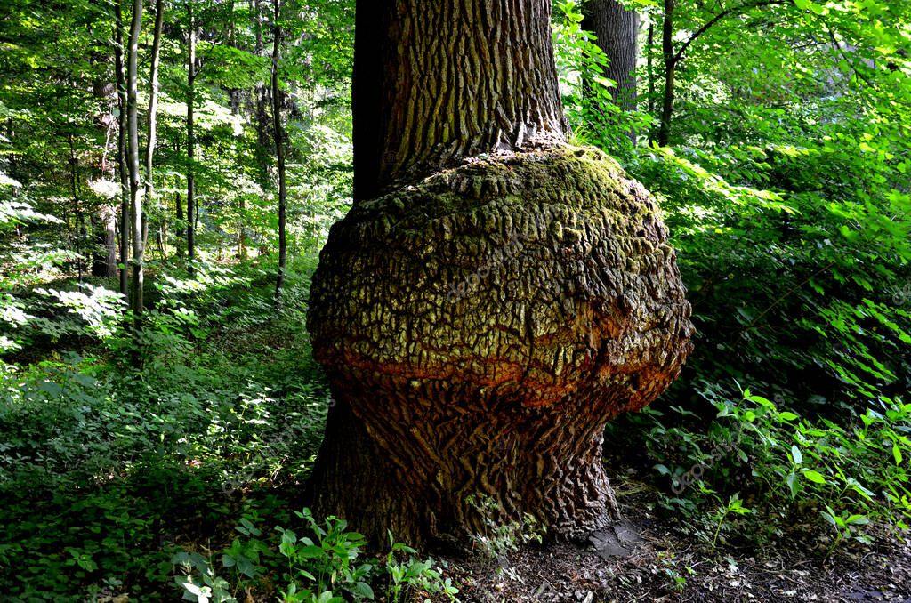 El defecto es causado por el crecimiento local de los tejidos de los ...