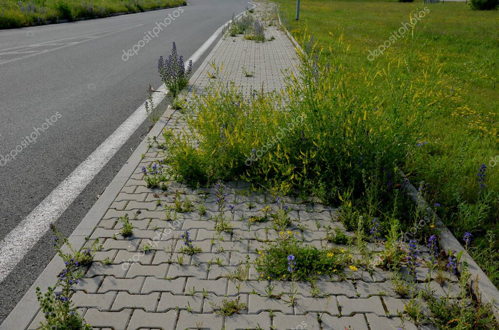 acera de cubos de hormigón en un cruce cubierto de flores de malezas ...