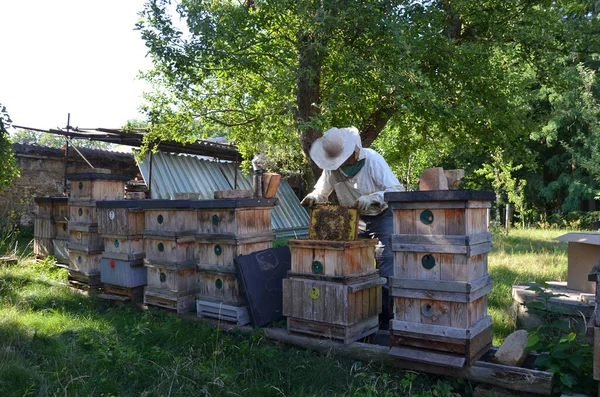 Fotos de Apiculture bee, Imagens de Apiculture bee sem royalties ...