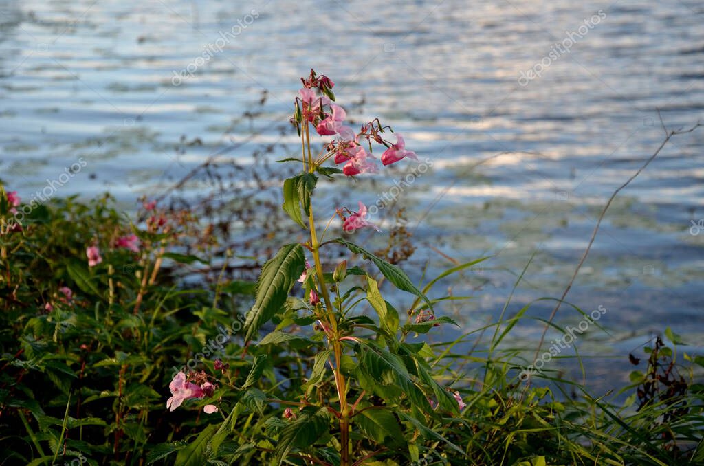 crece principalmente en llanuras inundables húmedas, especialmente en ...