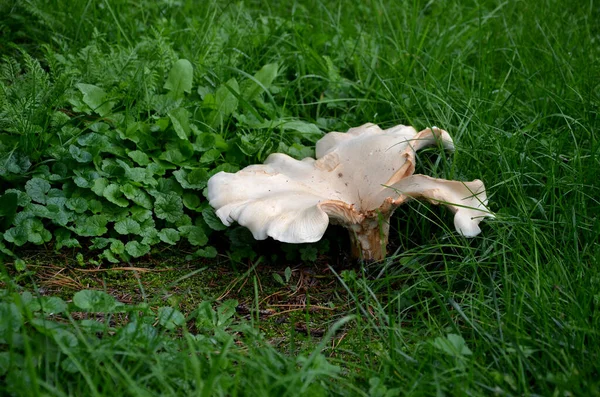 Destroying Angel Mushroom Images And Clipart