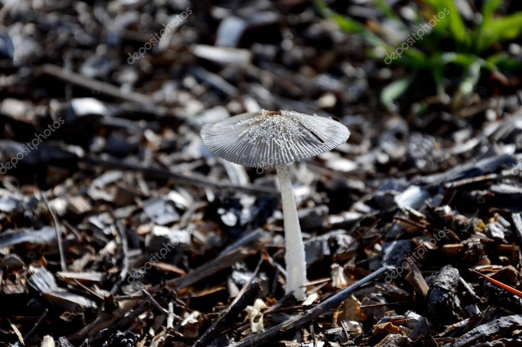 abundante hongo que crece desde finales de la primavera hasta el otoño ...