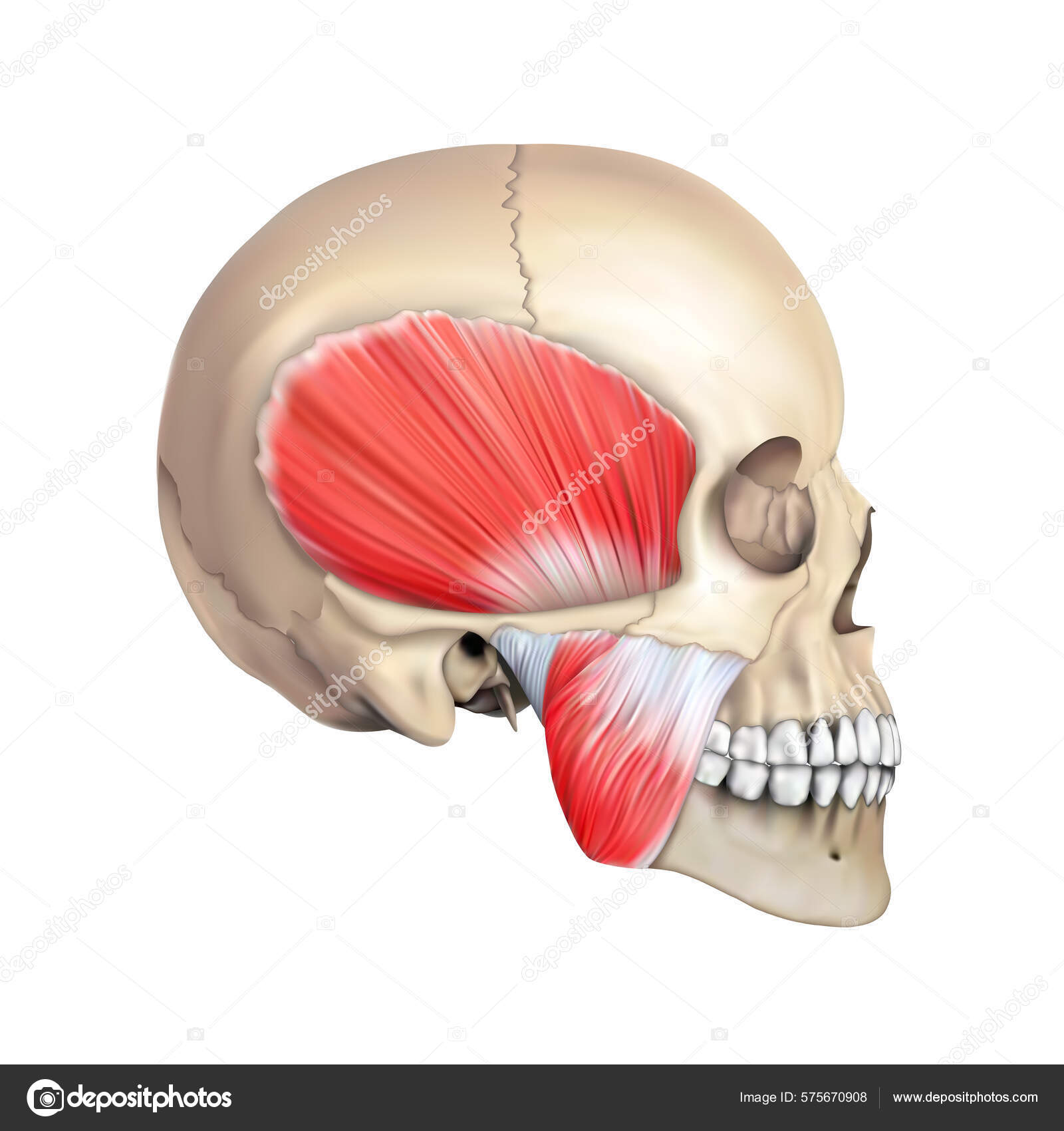 Human Anatomy Jaw Muscular System Human Skull Illustration Stock Photo ...