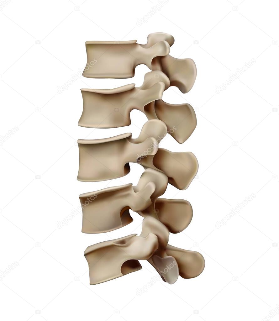 Anatomía y estructura de la columna vertebral humana. Discos ...