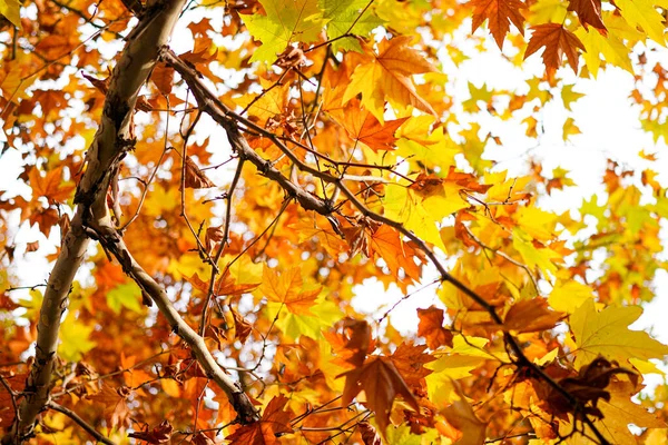 Golden Sycamore Leaves Branches Autumn Sun — Stock Photo © jiangtu ...
