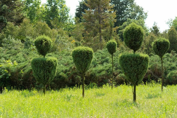 Topiary art in the arboretum. Trimmed trees and shrubs in the arboretum ...