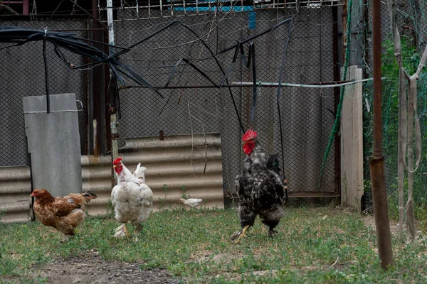 Battery cages Stock Photos, Royalty Free Battery cages Images ...