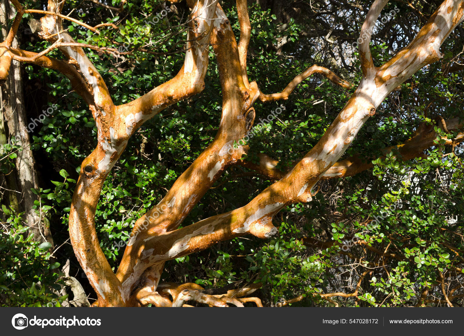 Arayan Tree Lima Apiculata Tree Orange Cinnamon Colored Trunk Southern ...