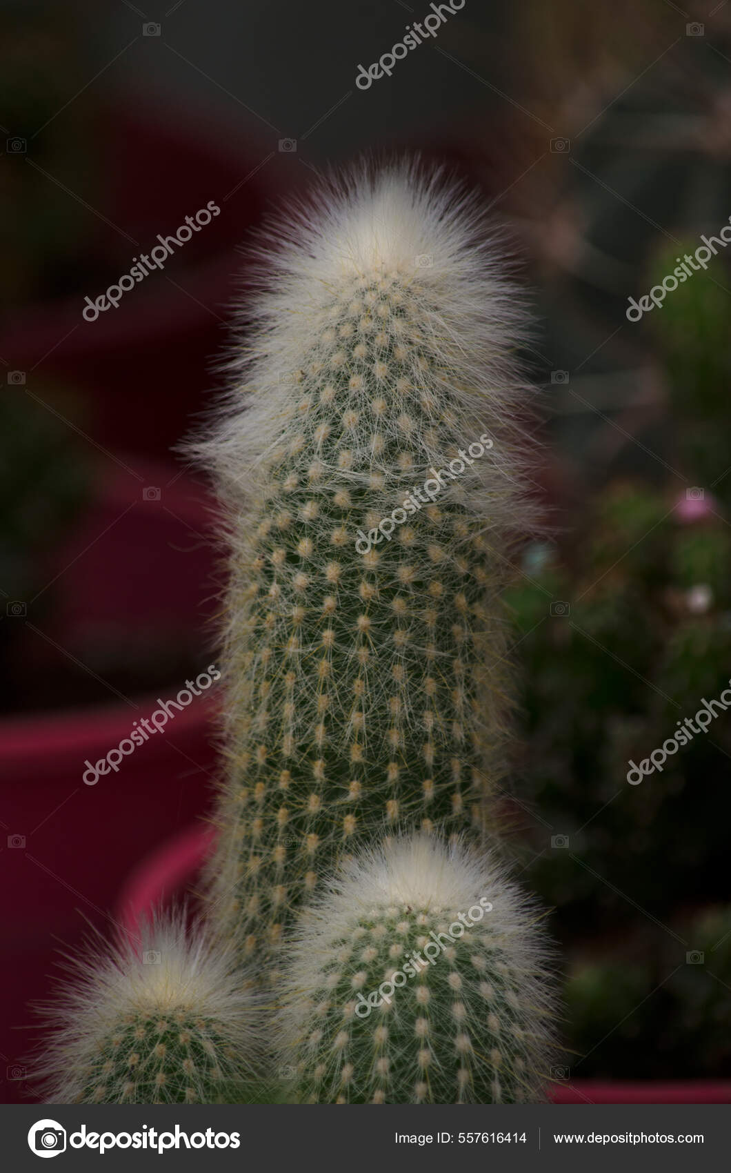 Cactus White Spines Elongated Green Phallic Shaped Cactus — Stock Photo ...