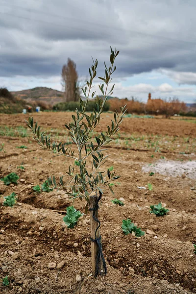 Israeli tree planting Stock Photos, Royalty Free Israeli tree planting ...