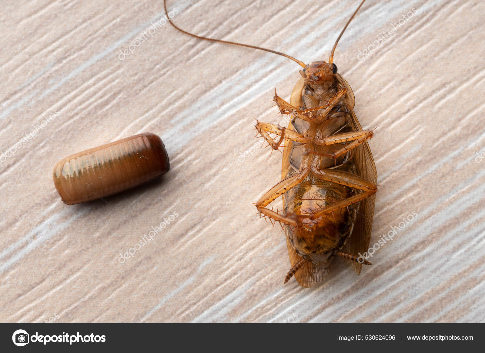 Cockroach Nymph