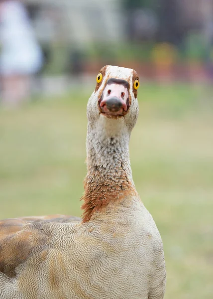 Portrait of a funny nile goose looking at the camera with staring eyes ...