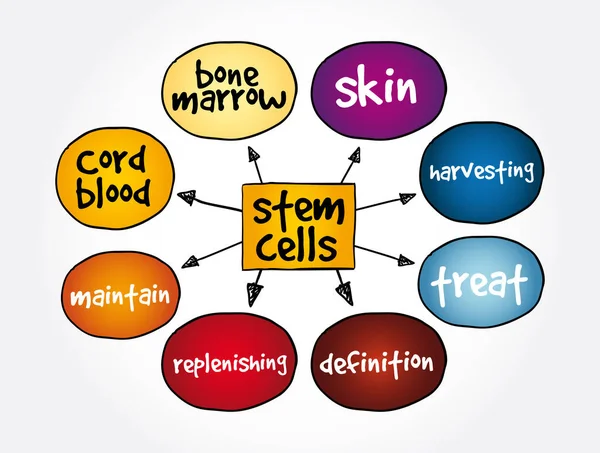 Adult stem cell Vector Art Stock Images | Depositphotos