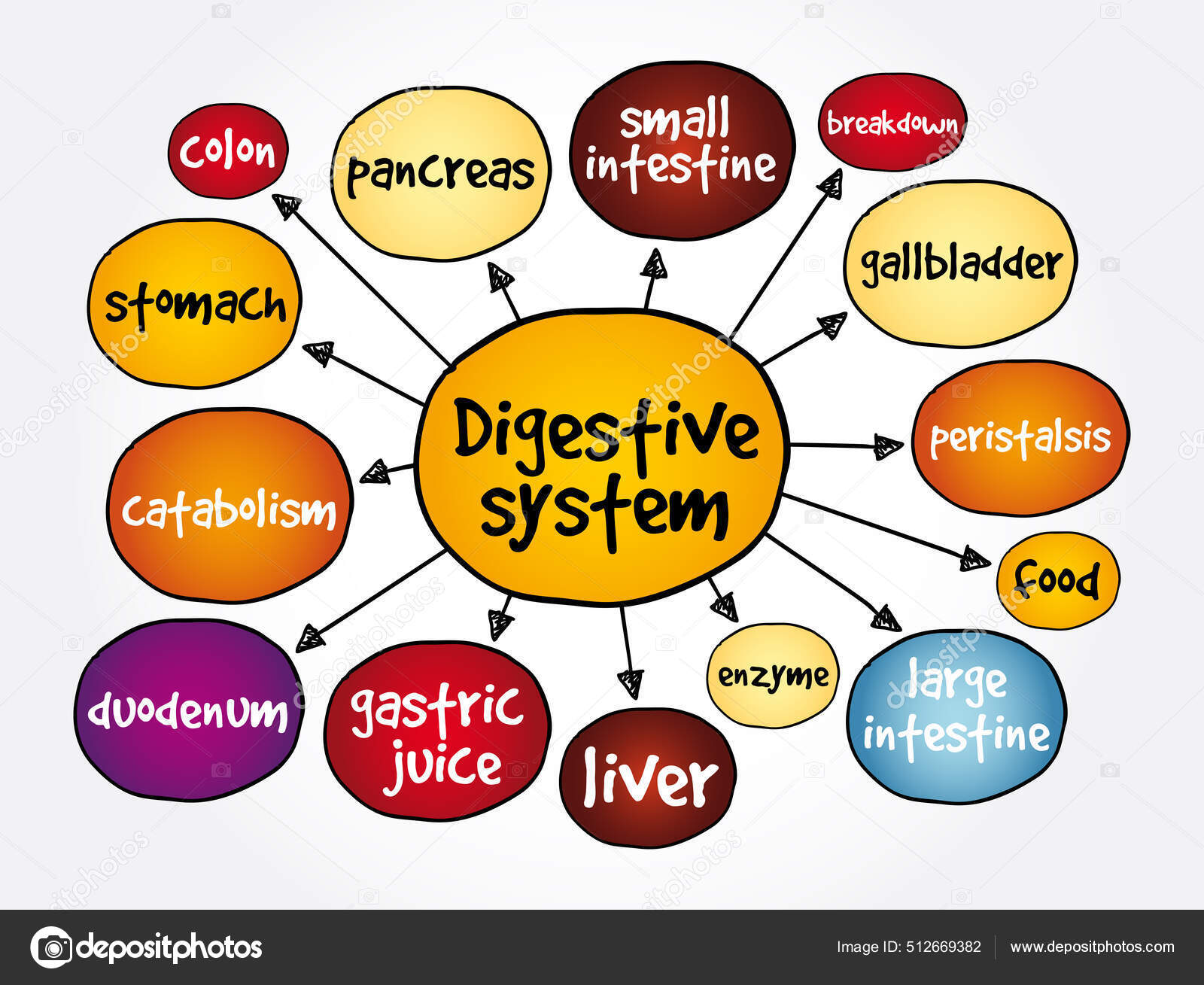 Digestive System Concept Map