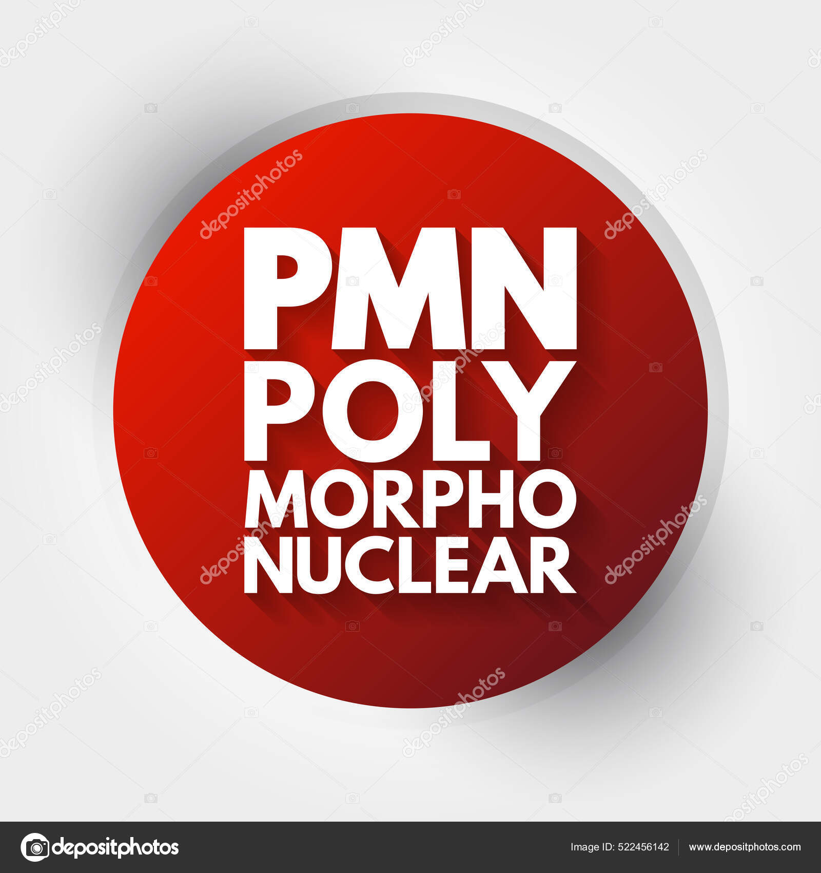 Pmn Polymorphonuclear Acronym Concept Background Stock Vector Image by ...
