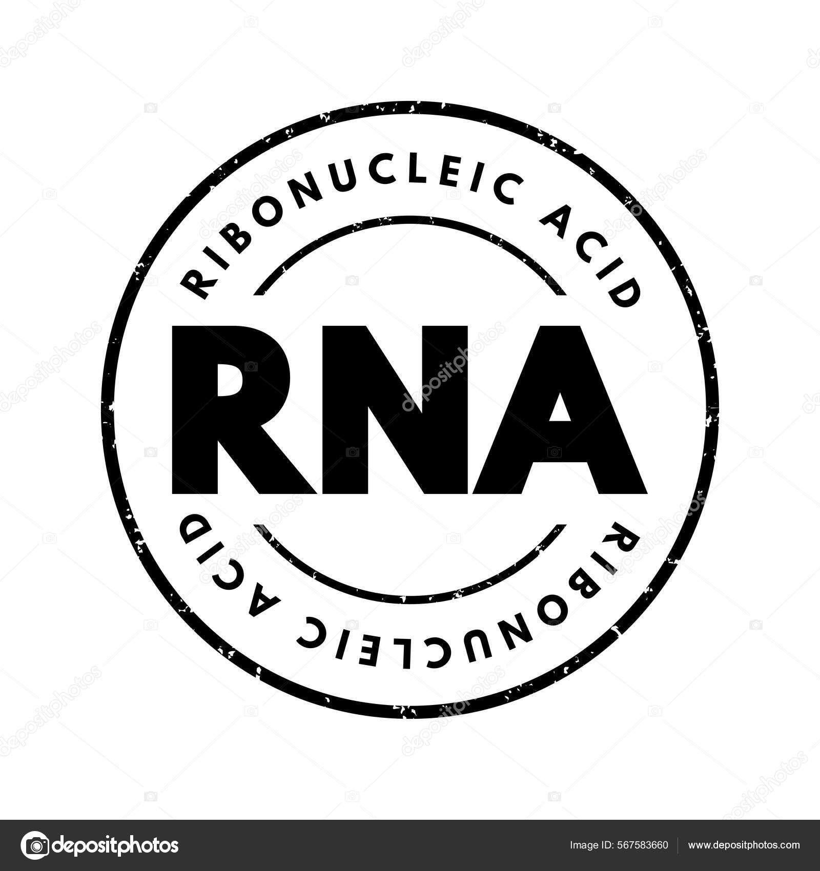 Rna Ribonucleic Acid Polymeric Molecule Essential Various Biological ... Rna Ribonucleic Acid Polymeric Molecule Essential Various Biological ...