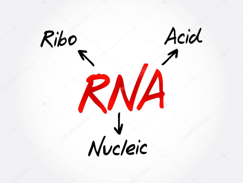 ARN Ácido ribonucleico molécula polimérica esencial en diversos roles ...