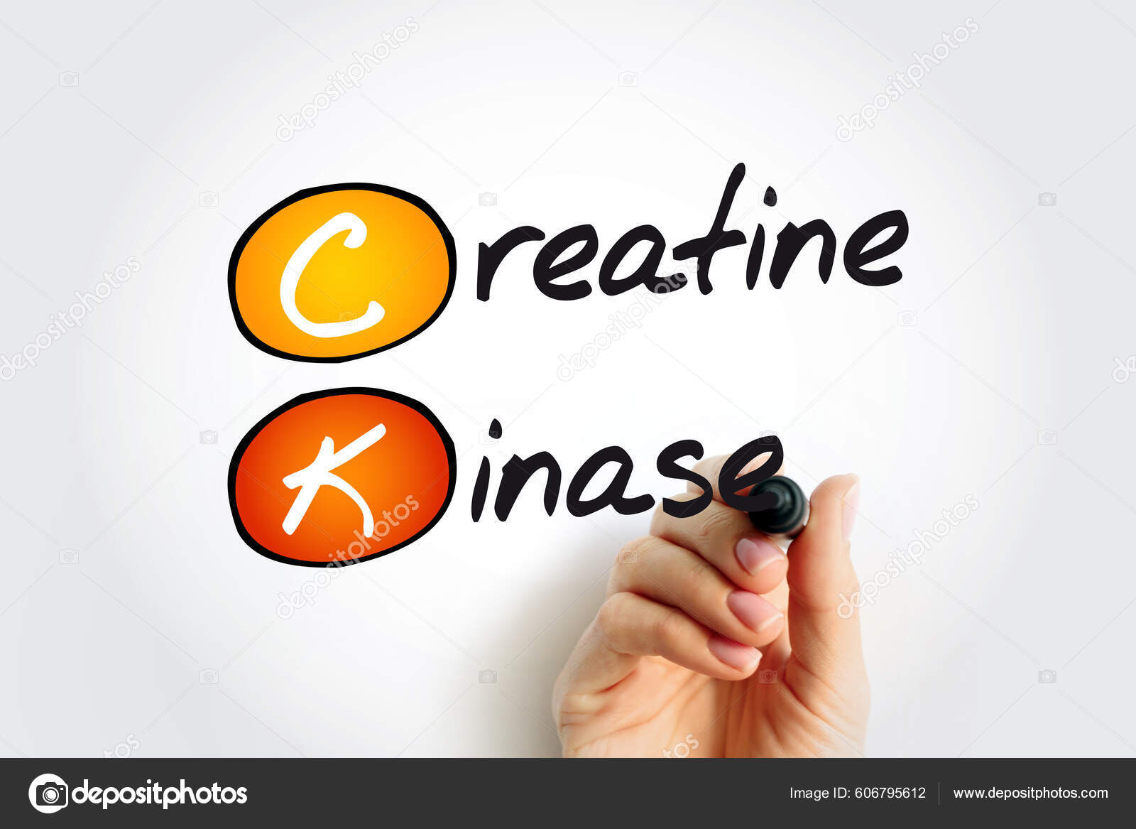 Creatine Kinase Enzyme Expressed Various Tissues Cell Types Acronym ...