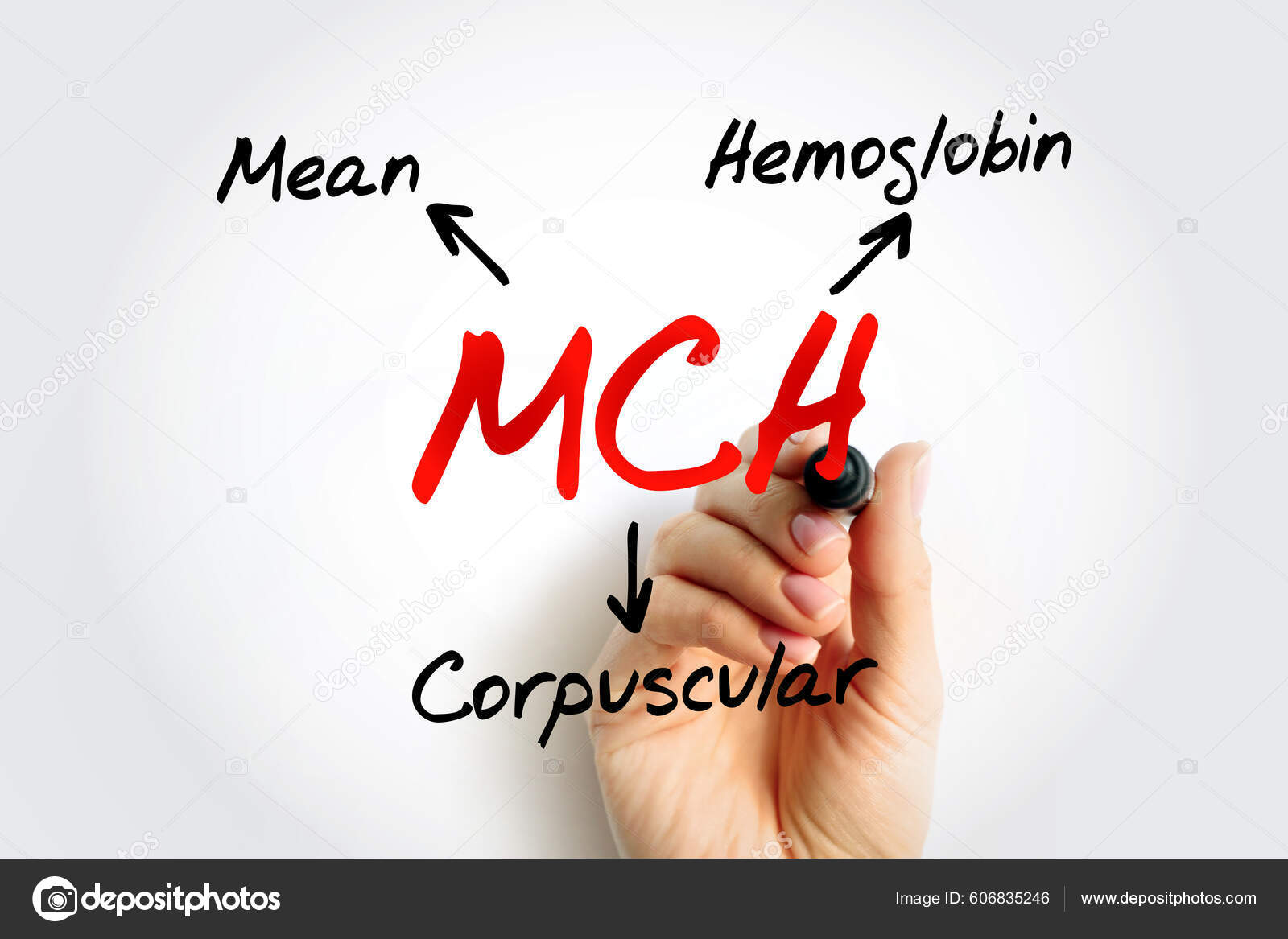 Mch Mean Corpuscular Hemoglobin Measure Average Amount Hemoglobin Your ...