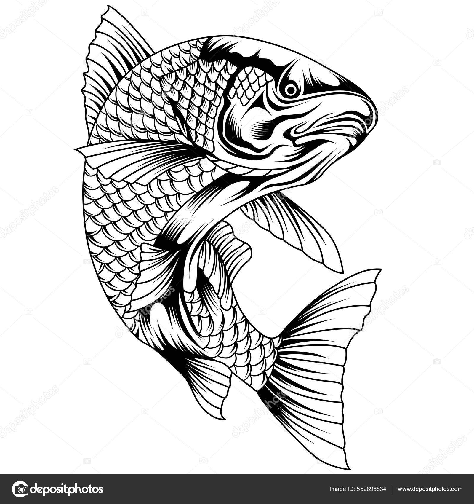 Red Drum Drawing