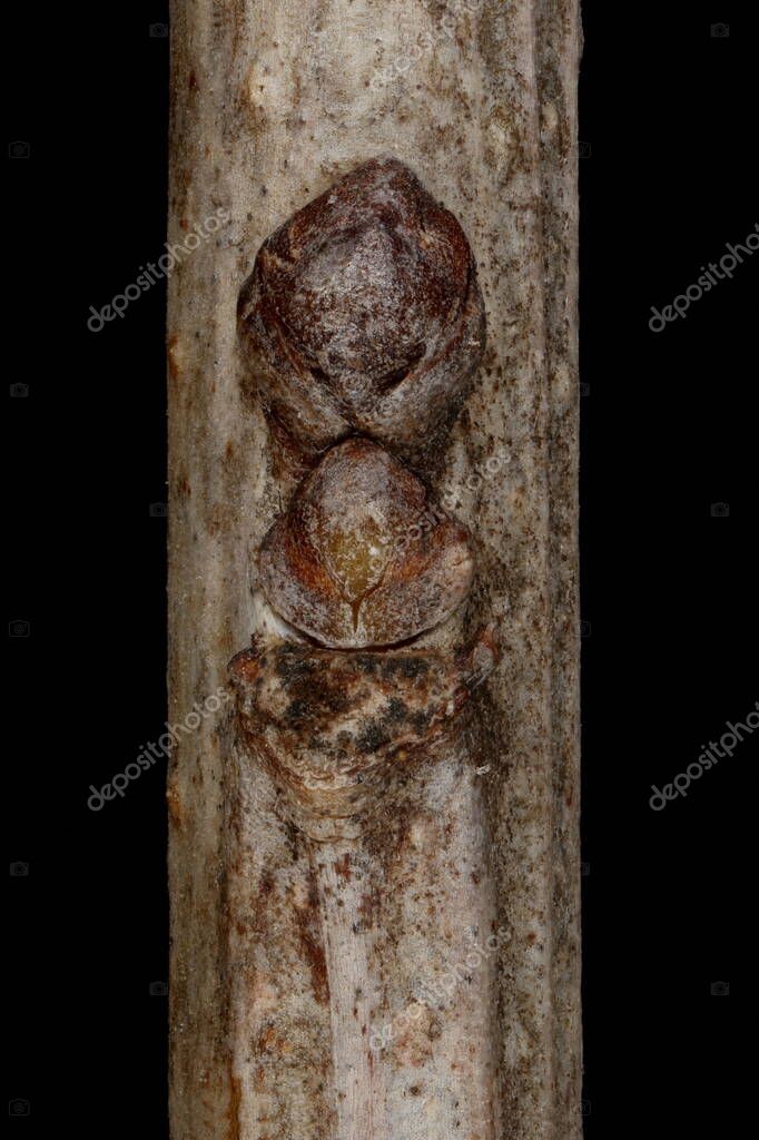 Desert False Indigo (Amorpha fruticosa). Brote lateral Primer plano 2022