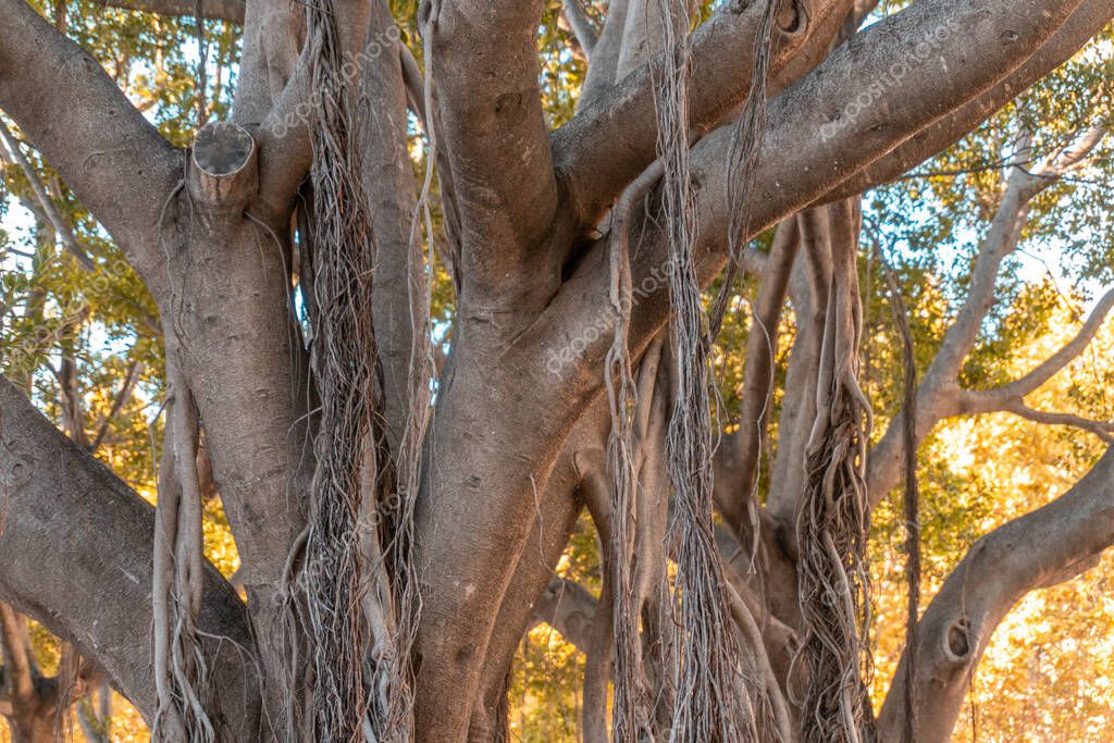 Enfoque selectivo en el tronco y ramas de un ficus (Ficus Benjamina ...