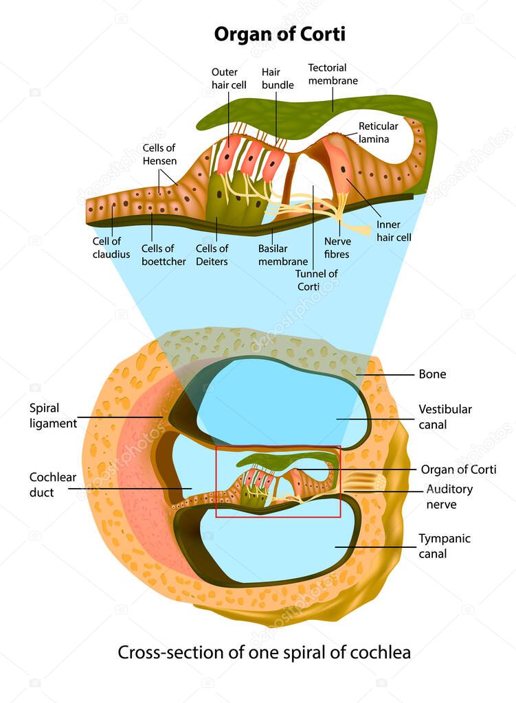 Anatomía del oído interno. Corte transversal de una espiral de cóclea ...