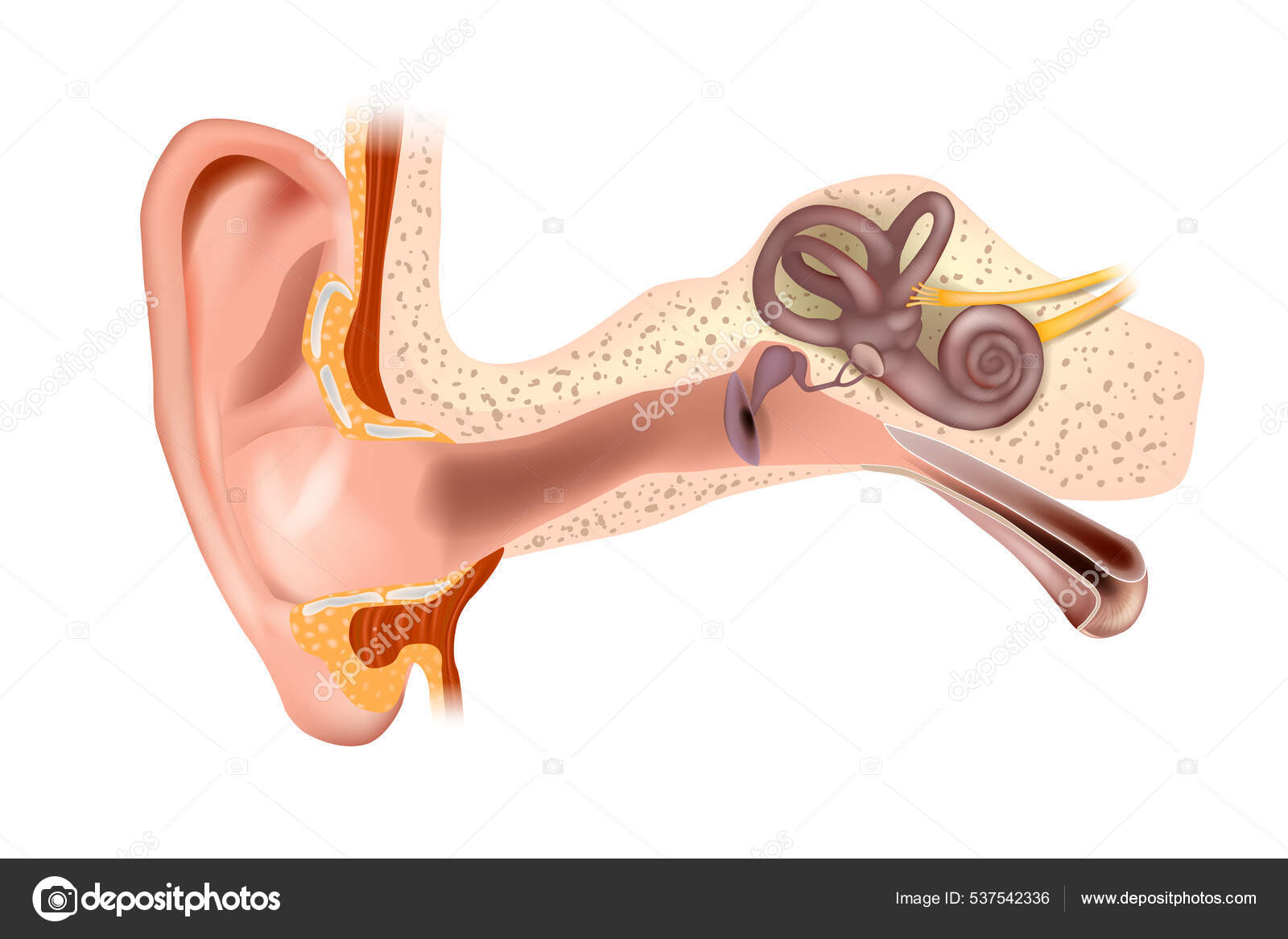 Anatomy of Human Ear. Outer ear, middle ear and inner ear. Medical ... Anatomy of Human Ear. Outer ear, middle ear and inner ear. Medical ...