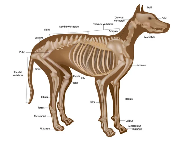 12,798,477 Greyhound anatomy skeleton Vector Images | Depositphotos