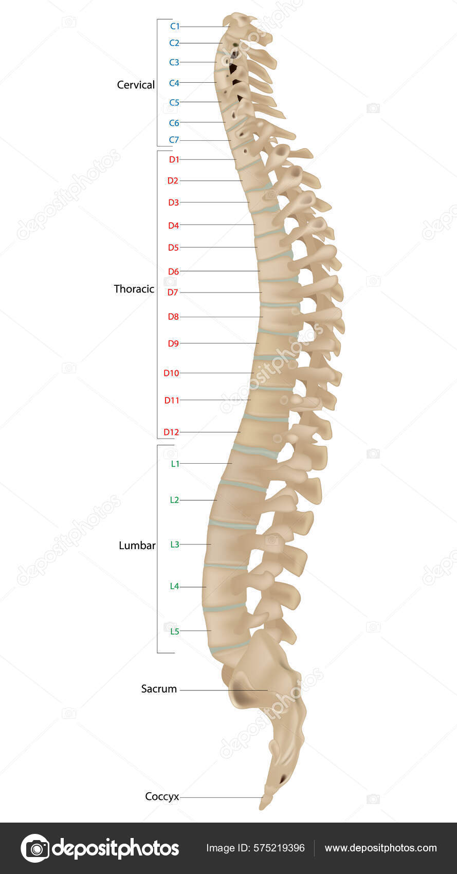 Coluna Vertebral Também Conhecida Como Coluna Vertebral Coluna ...
