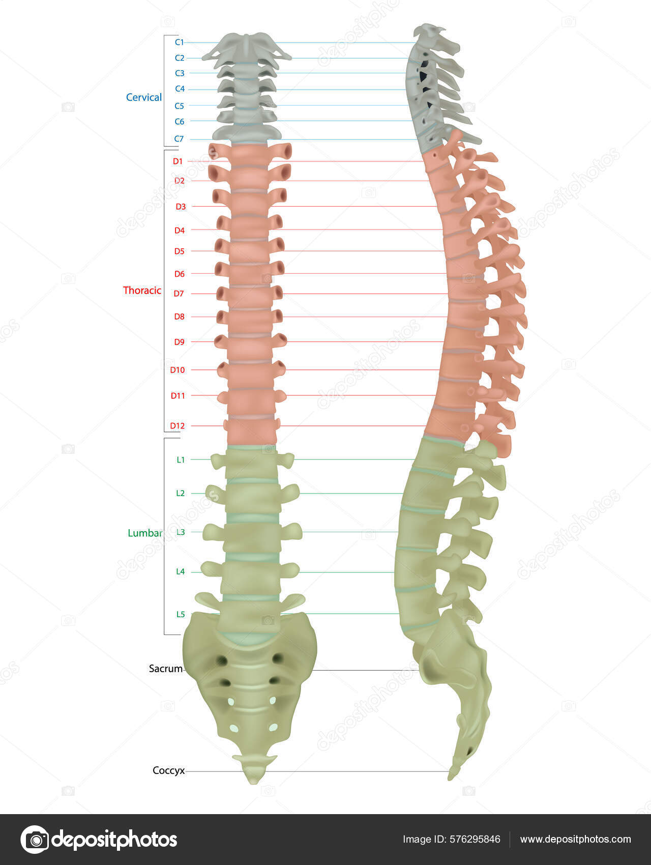 Diagrama Da Coluna Vertebral Humana