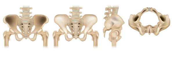 Pelvic Girdle Lateral View