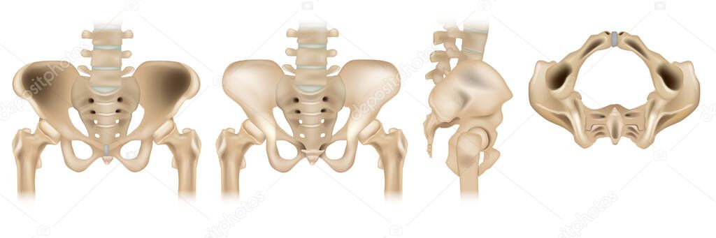 The pelvic girdle Lateral, anterior, bottom and posterior view. Human ...