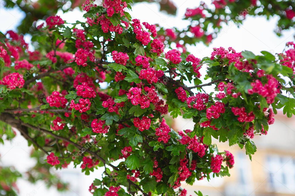 Increíbles flores de espino en el parque. Ramas de árboles con flores ...
