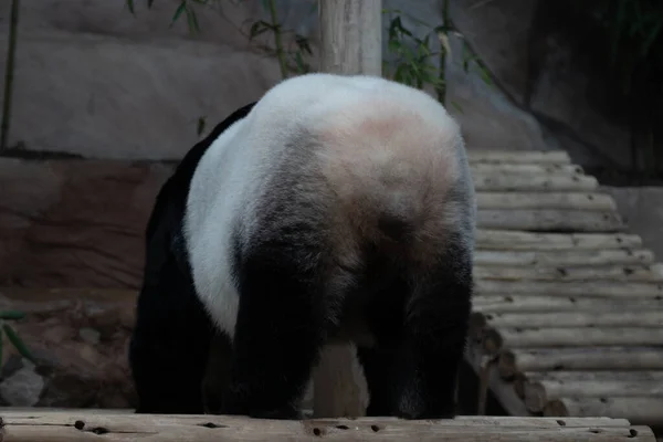 銛。 Stock Photos, Royalty Free 銛。 Images | Depositphotos