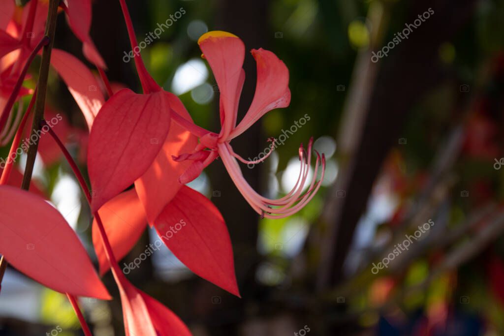 Hermosa flor roja, Orgullo de Birmania, rbol de la orqu dea, Amherstia ...