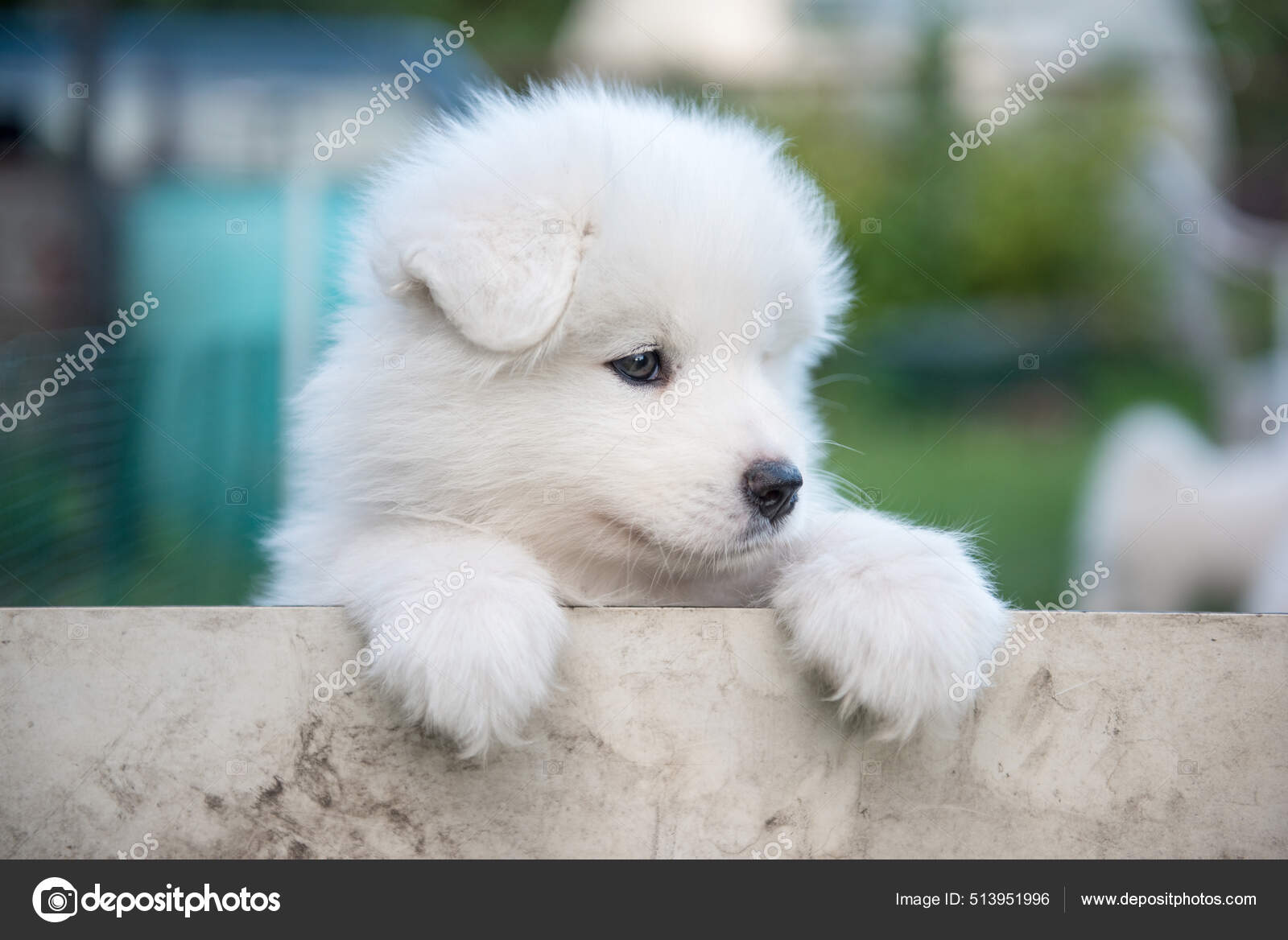 Newborn Samoyed Puppies