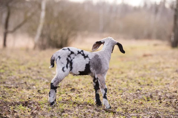 Piebald nubian goat Stock Photos, Royalty Free Piebald nubian goat ...