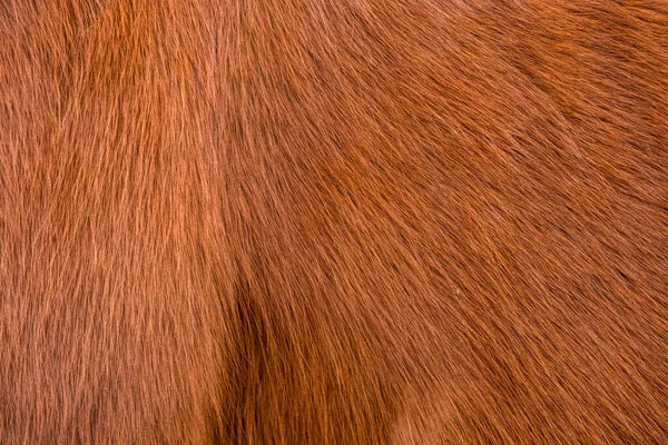 Horse hair texture Stock Photos, Royalty Free Horse hair texture Images ...