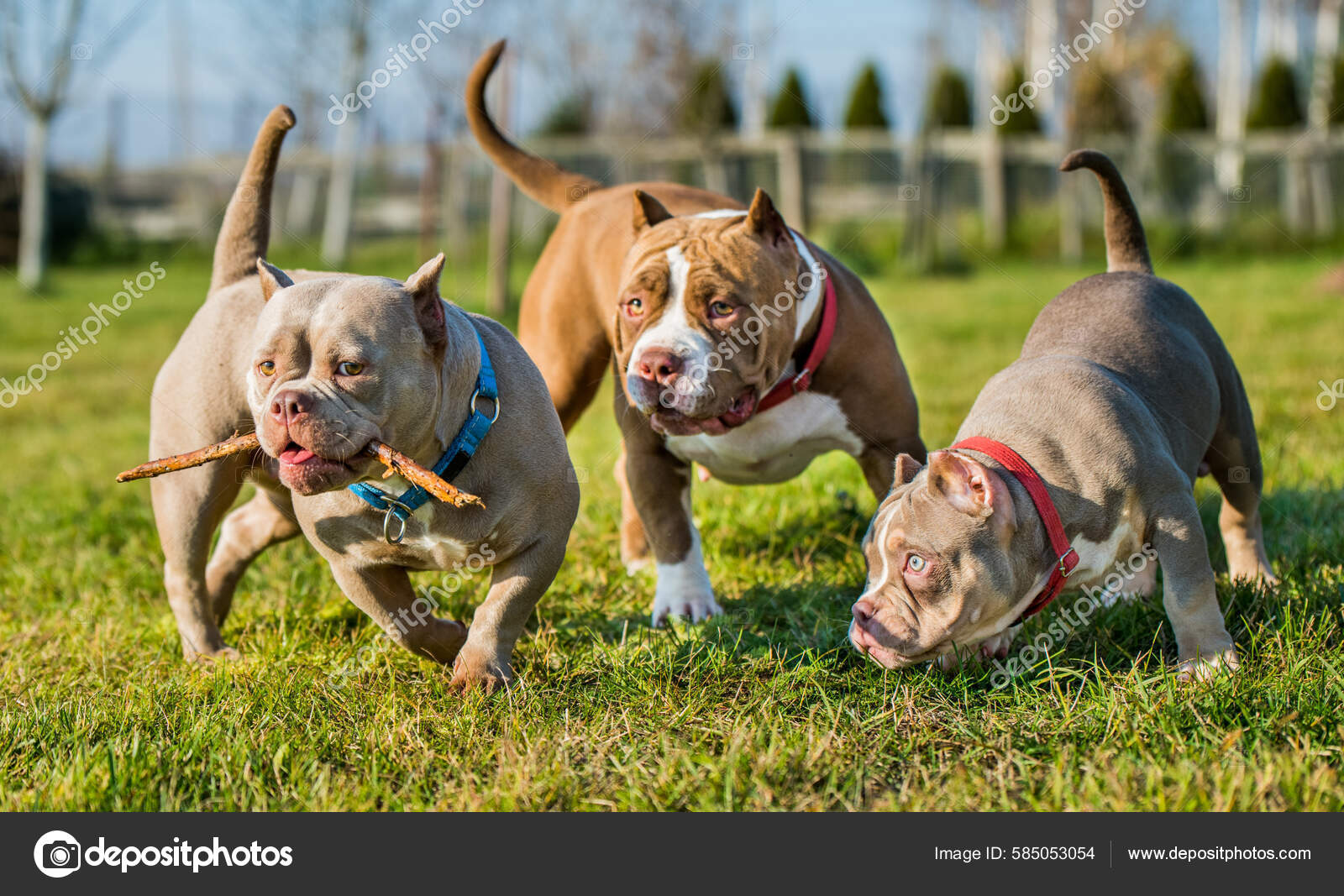 Three Chocolate Brown Color American Bully Dogs Walking Playing Medium ...