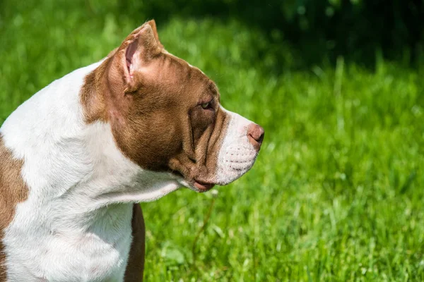 Chocolate brown color American Bully dog is on green grass. Medium ...