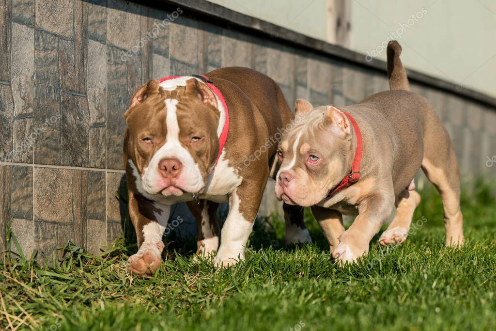 Dos perros American Bully cachorros están jugando en movimiento fuera ...