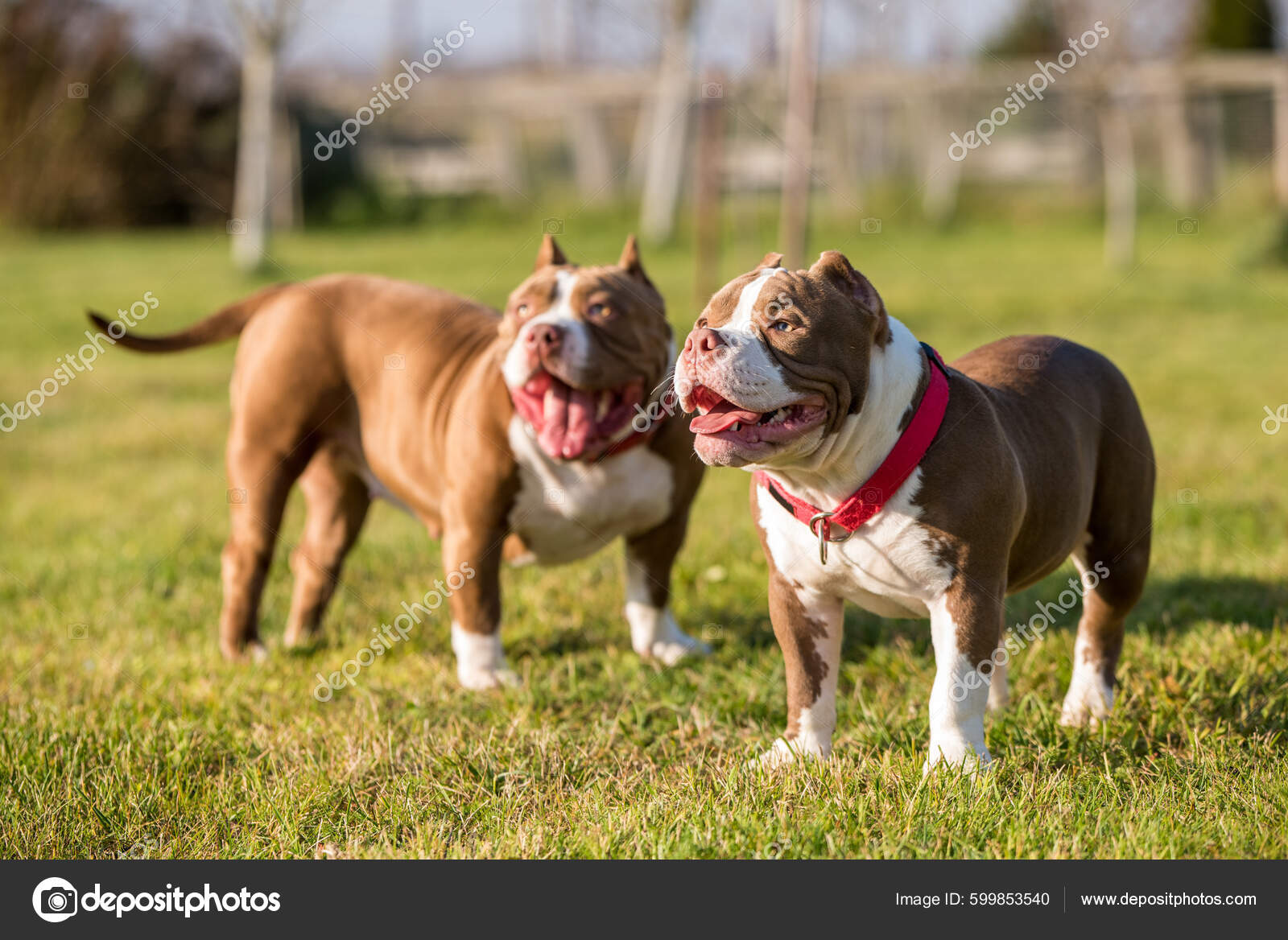 Red American Bully