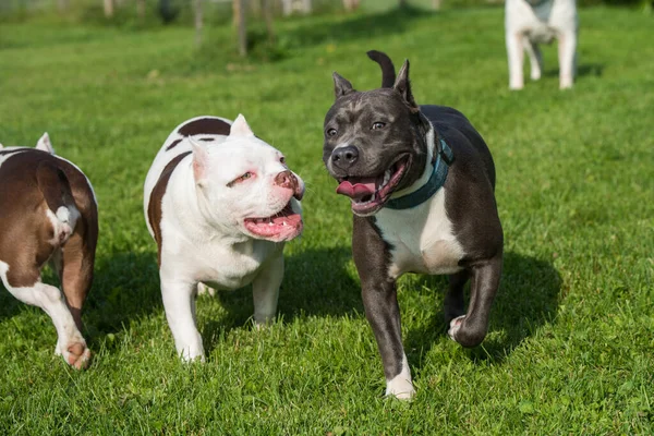 American Bully Puppies Dogs Playing Move Medium Sized Dog Muscular ...