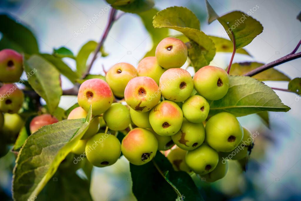 red sentinal crab apple malus sylvestris in the old Country next to ...