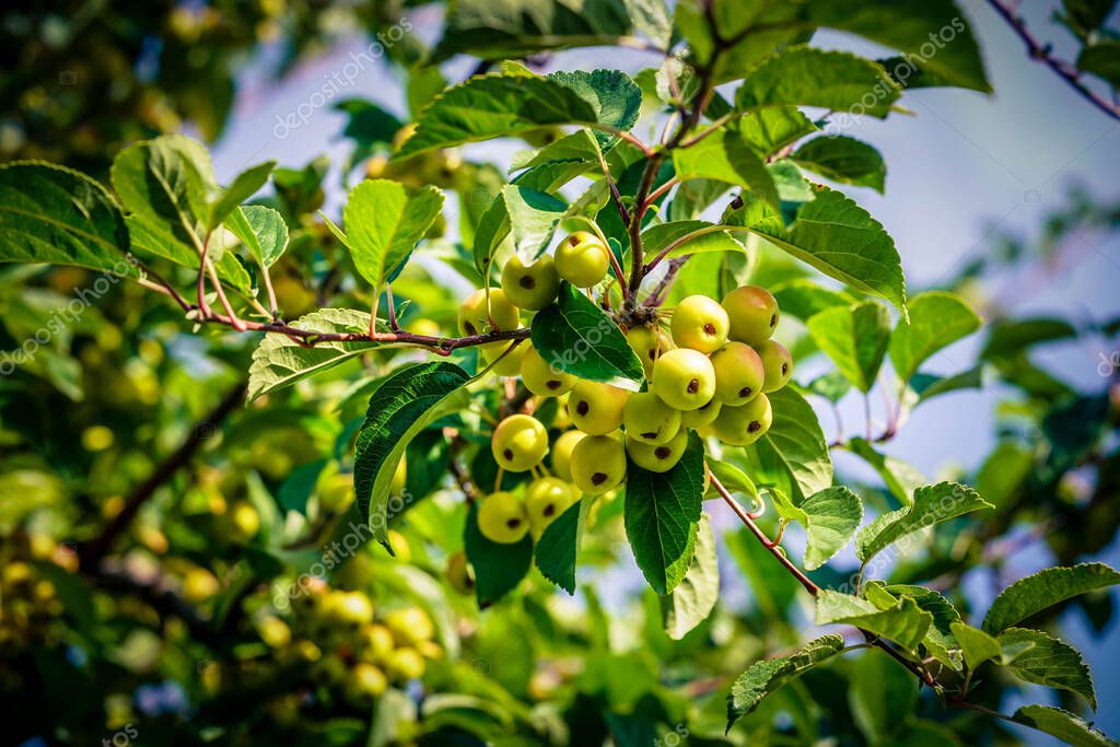 red sentinal crab apple malus sylvestris in the old Country next to ...